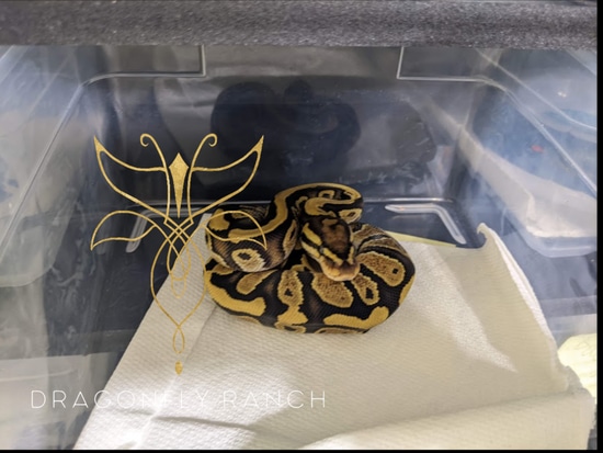 Black Pastel Fire 66% Het Clown PH Hypo Ball Python by DragonFly Ranch