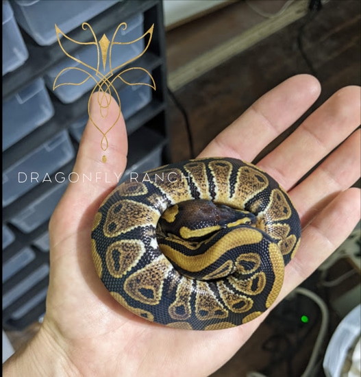 66% Het Clown PH Hypo Ball Python by DragonFly Ranch