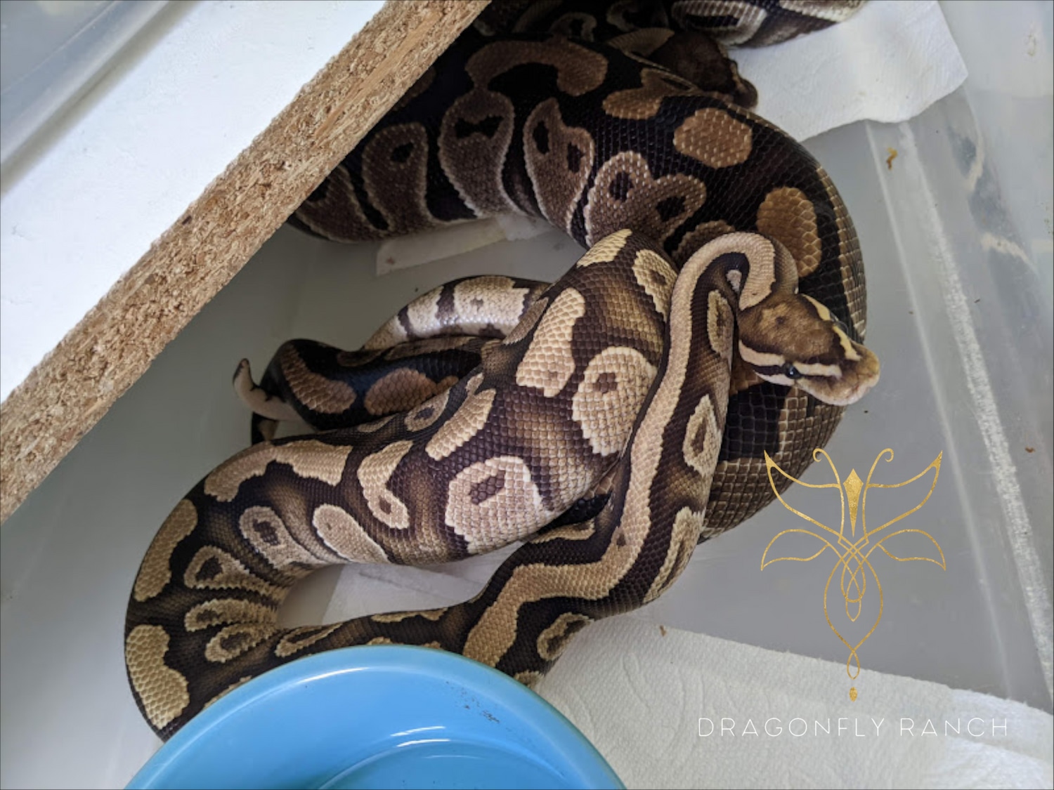 Ball Python Clutch: 22-CL1 by DragonFly Ranch - MorphMarket