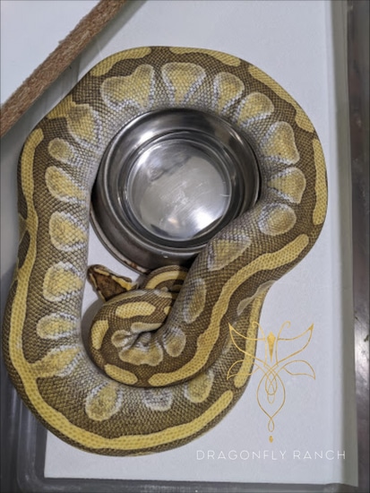 Enchi Butter Ball Python by DragonFly Ranch