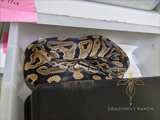 Het Pied Ball Python by DragonFly Ranch
