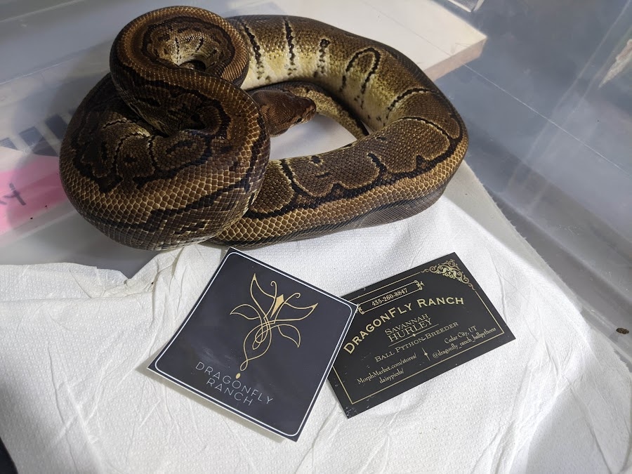 Spotnose Pinstripe 50% Het Sunset Ball Python by DragonFly Ranch ...