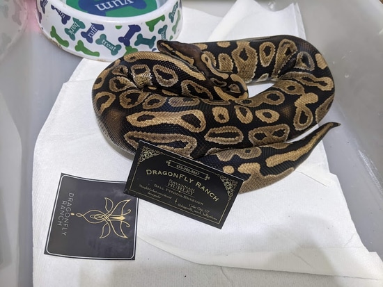 Het Pied Ball Python by DragonFly Ranch