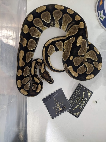 DH Clown Pied Ball Python by DragonFly Ranch