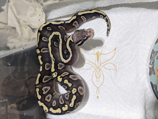 Pastave GHI Het Clown Ball Python by DragonFly Ranch