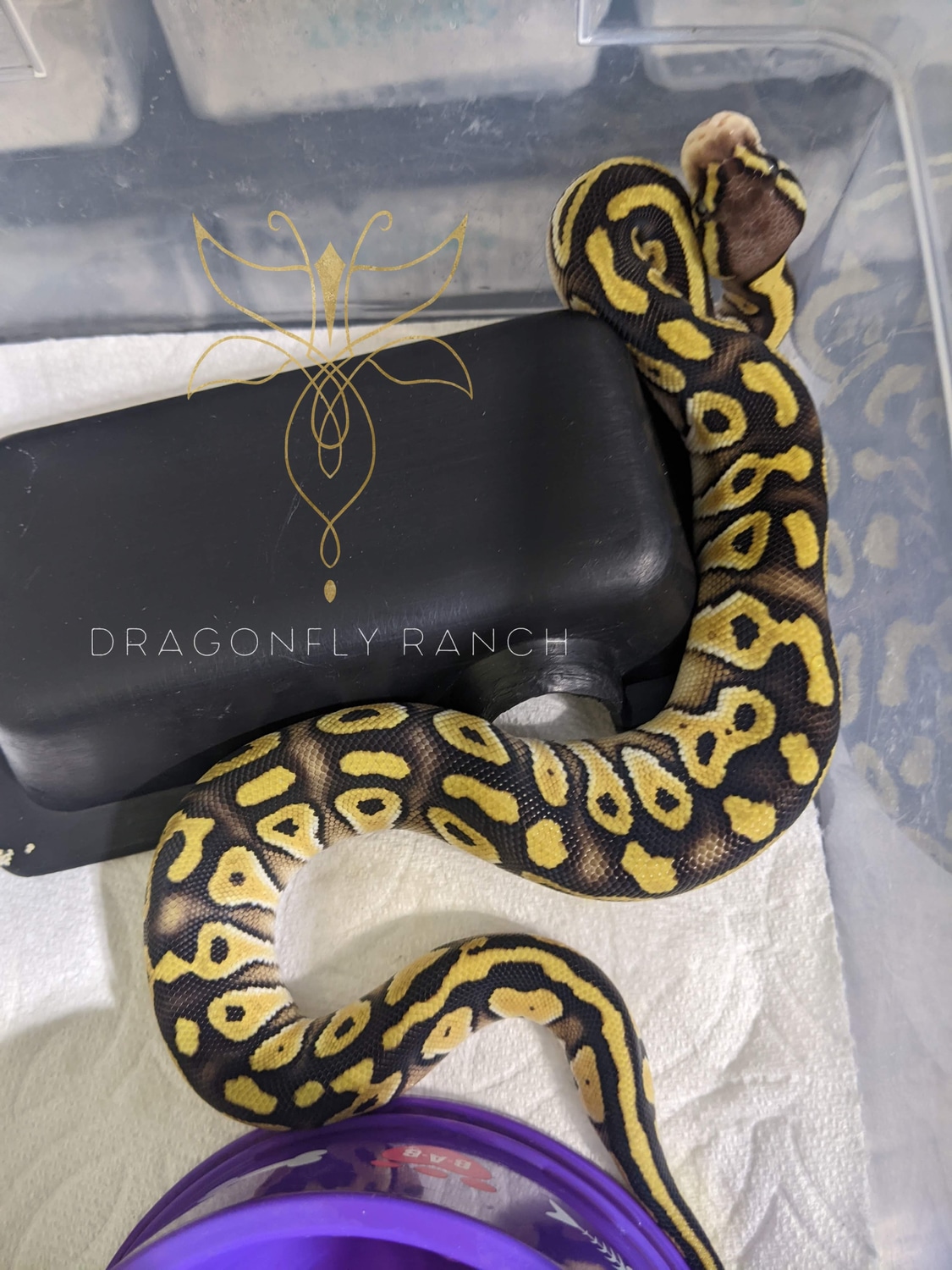Pastave Het Clown Ball Python by DragonFly Ranch - MorphMarket