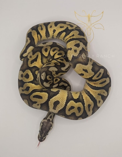 Killer Spotnose Het Clown Ball Python by DragonFly Ranch