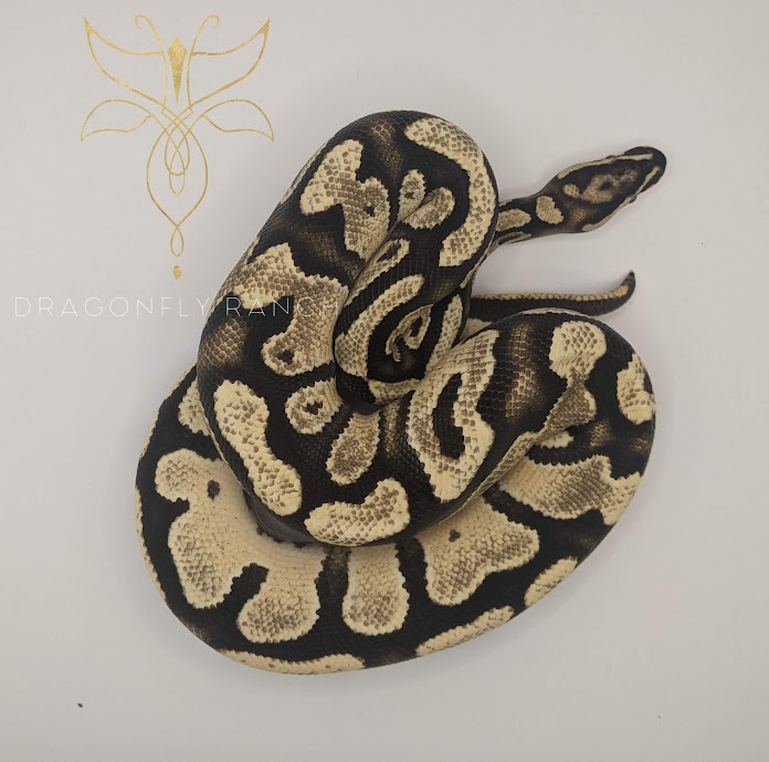 OD Fire 50% Het Pied Pos YB Ball Python by DragonFly Ranch - MorphMarket