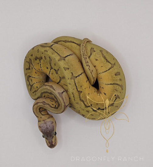 OD Super Blast 66% Het DG 50% Het Pied Ball Python by DragonFly Ranch