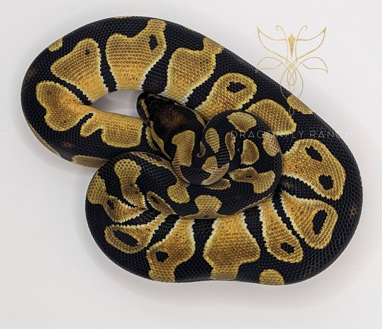 OD 66% Het Pied 50% Het DG Ball Python by DragonFly Ranch