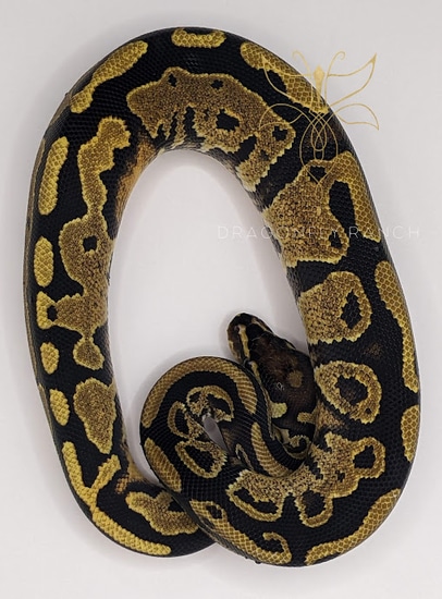 YB Or Fire Het Pied Ball Python by DragonFly Ranch