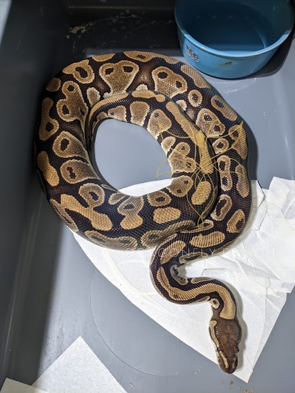 Het Clown Ball Python by DragonFly Ranch