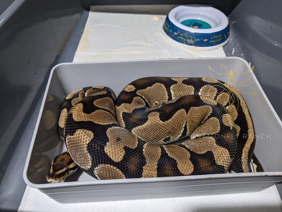Het Clown Ball Python by DragonFly Ranch