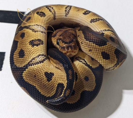 Clown 50% Het Hypo Ball Python by DragonFly Ranch