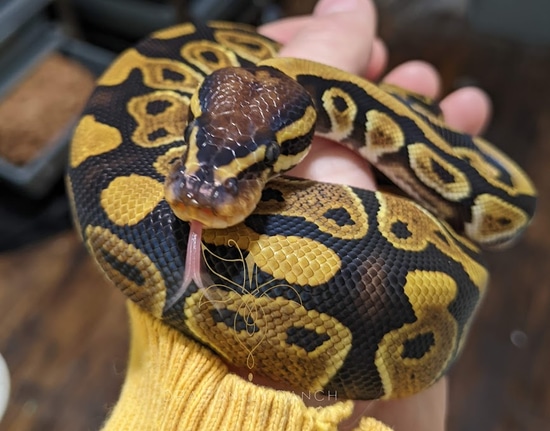 66% Het Clown Pos Het Hypo Ball Python by DragonFly Ranch