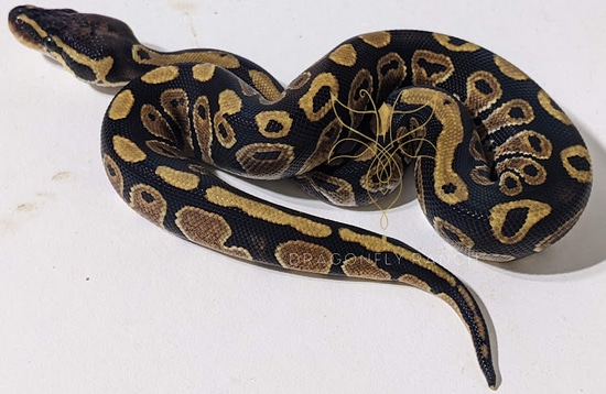 50% Het Sunset Ball Python by DragonFly Ranch