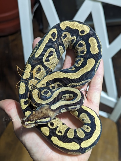 Fire 66% Het Clown 50% Het Hypo Ball Python by DragonFly Ranch