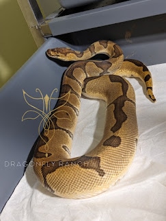 Enchi Clown Ball Python by DragonFly Ranch
