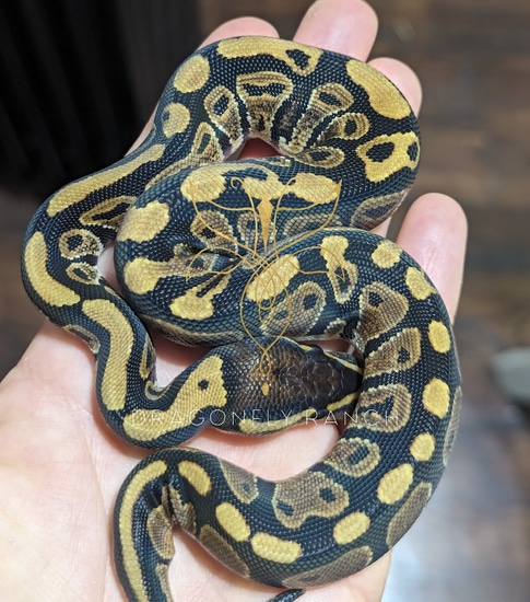 66% Het Sunset Ball Python by DragonFly Ranch