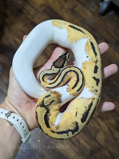 OD Pastel Pied Ball Python by DragonFly Ranch