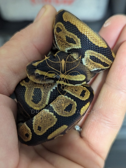 66% Het Clown 50% Het Hypo Ball Python by DragonFly Ranch