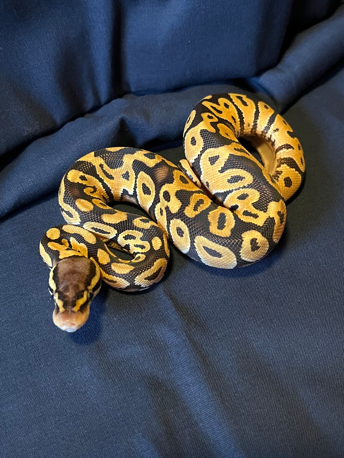 Mocha Pastel Ball Python by Dbl K-B Morphs - MorphMarket