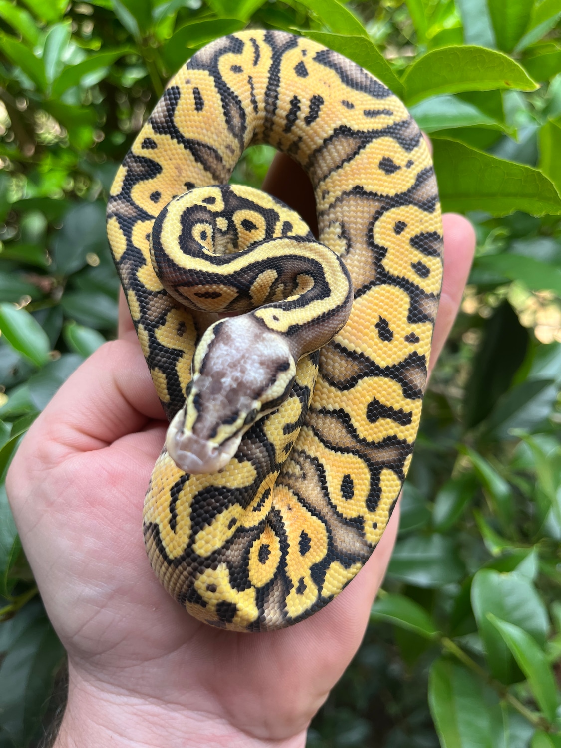 Super Pastel Yellow Belly/Gravel Mocha Ball Python by Dbl K-B Morphs ...