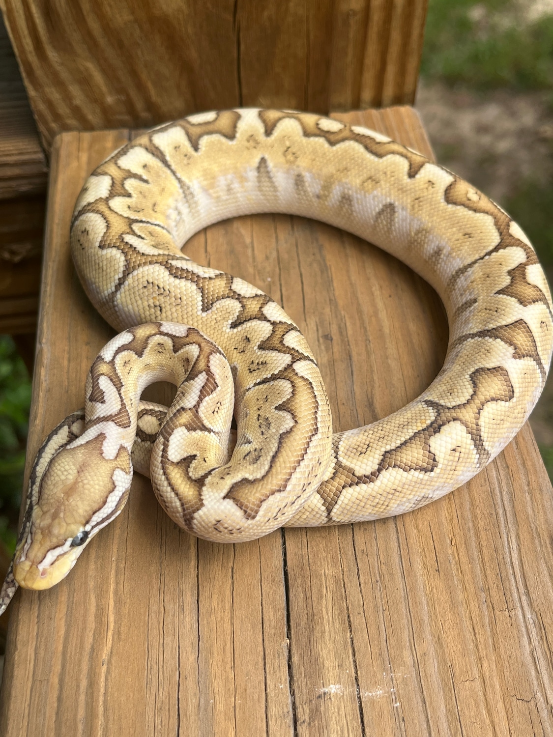 Pastel Bamboo Ball Python by Dbl K-B Morphs - MorphMarket