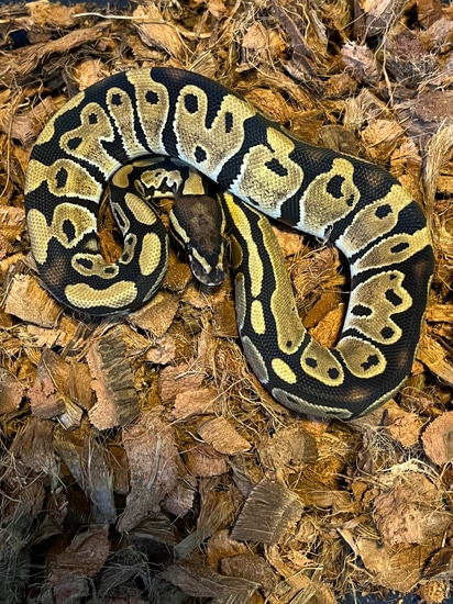 Normal Ball Python by Dbl K-B Morphs