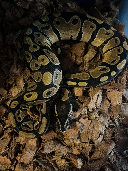 Yellow Belly Het Pied Ball Python by Dbl K-B Morphs