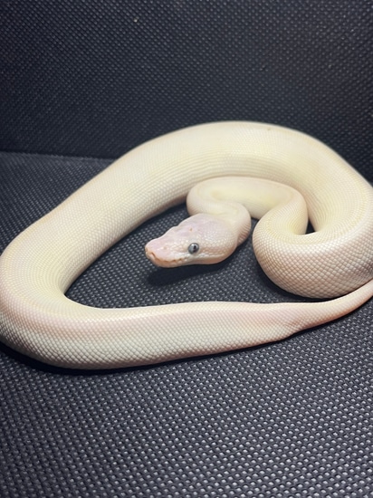 Blue Eye Lucy Male. Ball Python by Dbl K-B Morphs