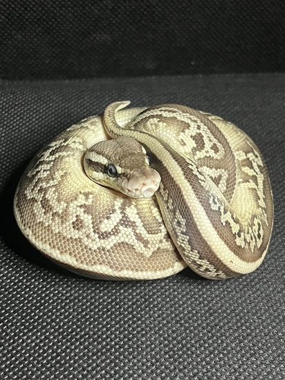 Black Pastel Lesser Pastel Pos Yellow Belly Ball Python by Dbl K-B Morphs
