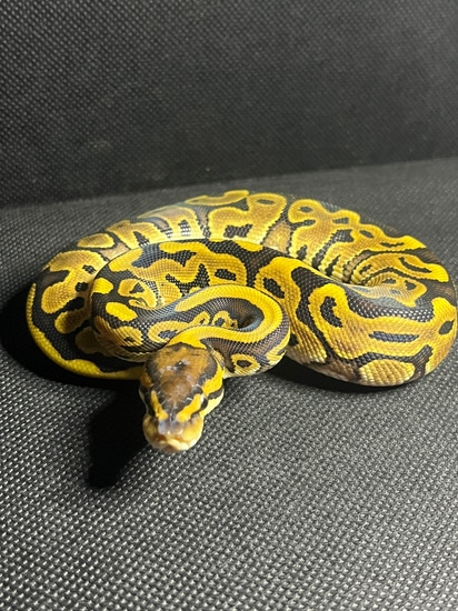 Mocha Yellow Belly Ball Python by Dbl K-B Morphs