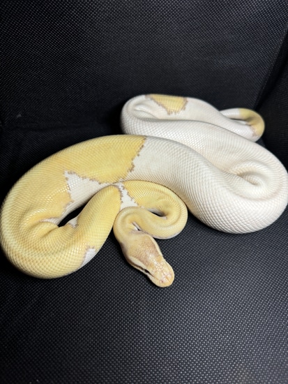 Banana Mojave Pied Ball Python by Dbl K-B Morphs
