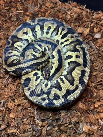 PAIR Leo Pos Het Clown G-Stripe Pied Ball Python by Dbl K-B Morphs