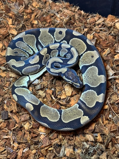 PAIR Het Desert Ghost & Pastel Leopard Het Desert Ghost 66% Het VPI ...