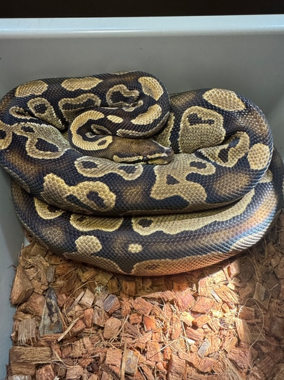 Het Ultramel Het Pied Ball Python by Dbl K-B Morphs