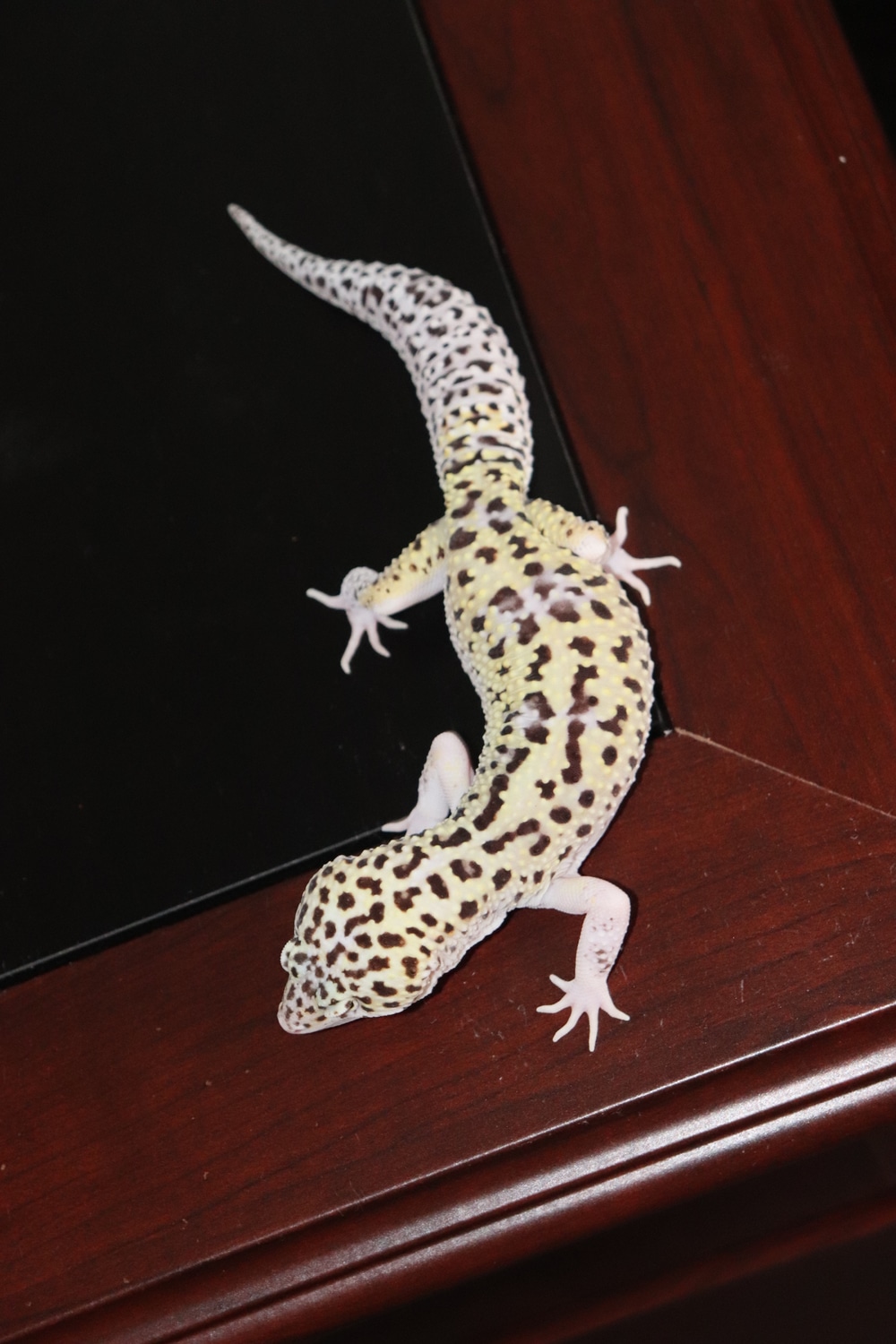 Giant Mack Snow Eclipse Leopard Gecko by Fireballgecko - MorphMarket