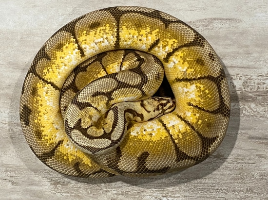 Breeder Female Bumblebelly Ball Python by David Keller Reptiles