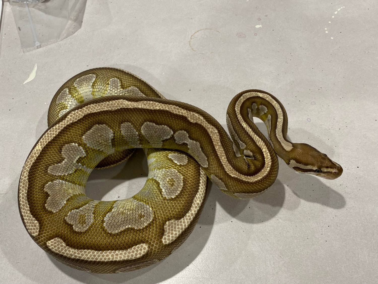 Lesser Specter Ball Python by David Keller Reptiles - MorphMarket