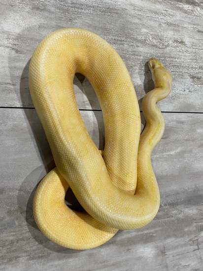 Proven Breeder Male Albino Enchi Spider Ball Python by David Keller ...