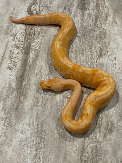 Albino Cinnamon Enchi Yellowbelly Ball Python by David Keller Reptiles