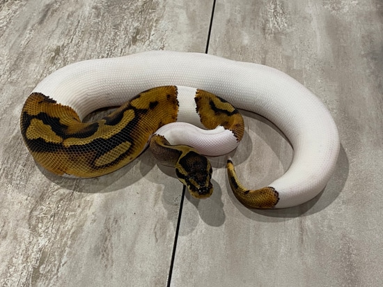 Pied Het Albino Ball Python by David Keller Reptiles