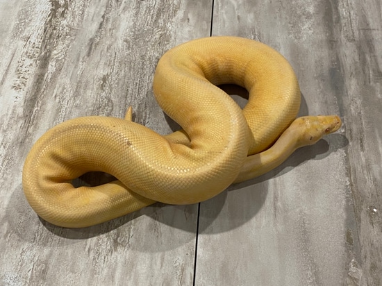 Female Albino Super Enchi Spider Ball Python by David Keller Reptiles