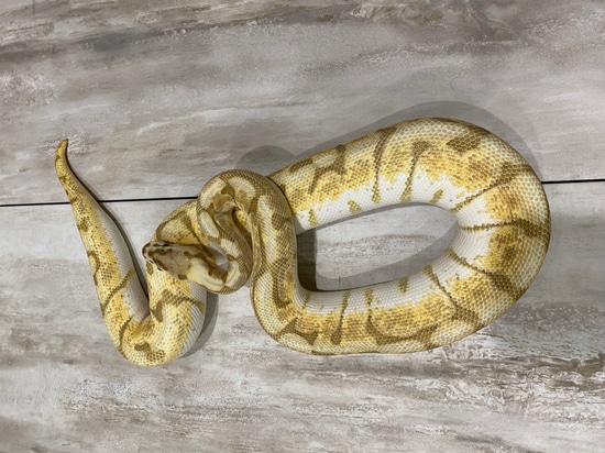 Female Butter Enchi Spider Double Het Albino Ghost Ball Python by David ...