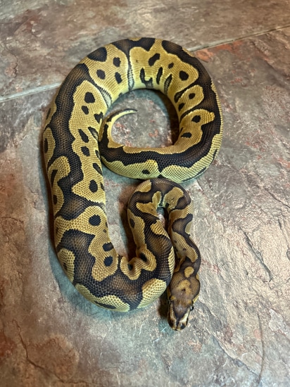 Yellow Belly Clown Scaleless Head 66% Het Ghost Ball Python by David ...