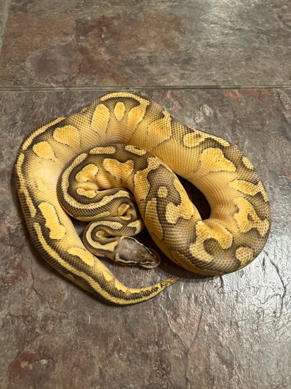 Super Pastel Lesser Yellow Belly 66% Het Clown Ball Python by David ...