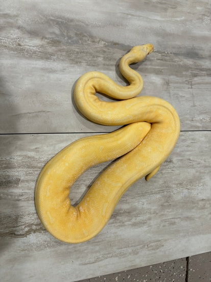 Breeder Female Albino Cinnamon Enchi Spider Ball Python by David Keller ...