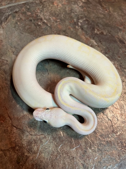 Ivory Fire Orange Dream Super Pastel Leopard Het Clown Het Albino 50% ...