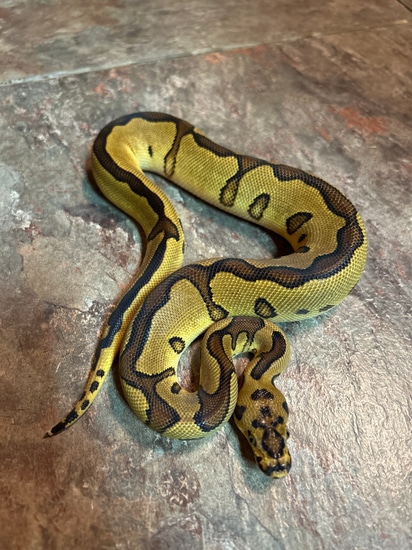 Orange Dream Leopard Mojave Enchi Clown Possibly Yellow Belly 50% Het ...